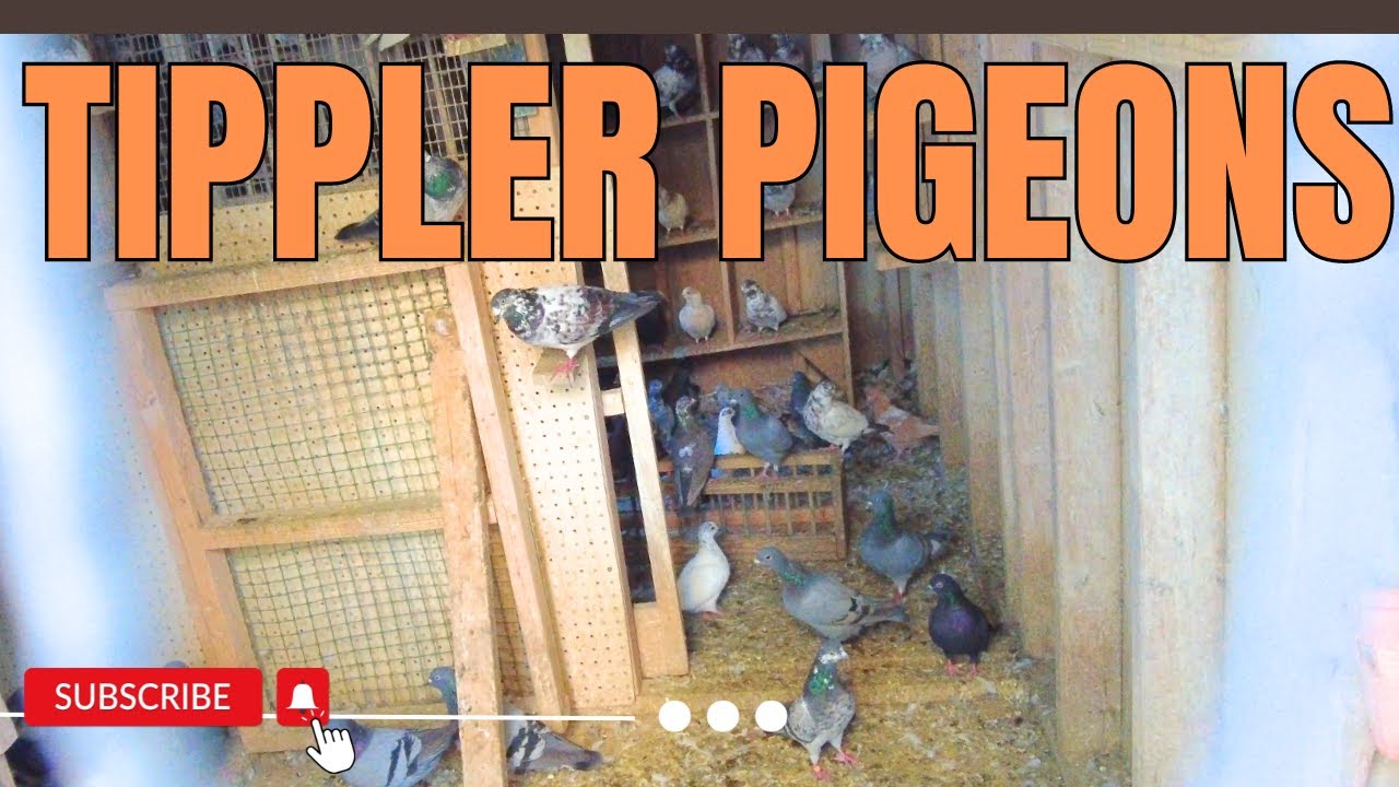 Buying New Tippler Pigeons - PIGNUT LOFT 🕊️ - YouTube