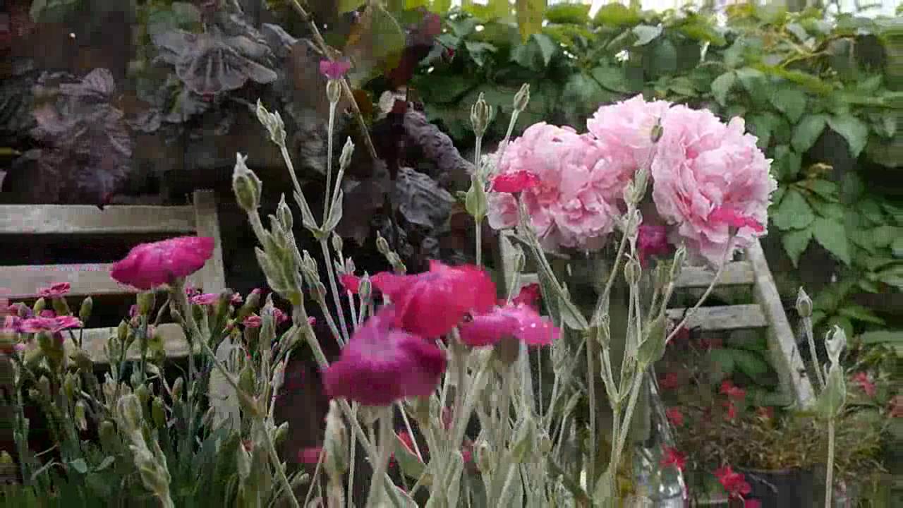 Caitlin blue moon over my world without you - YouTube