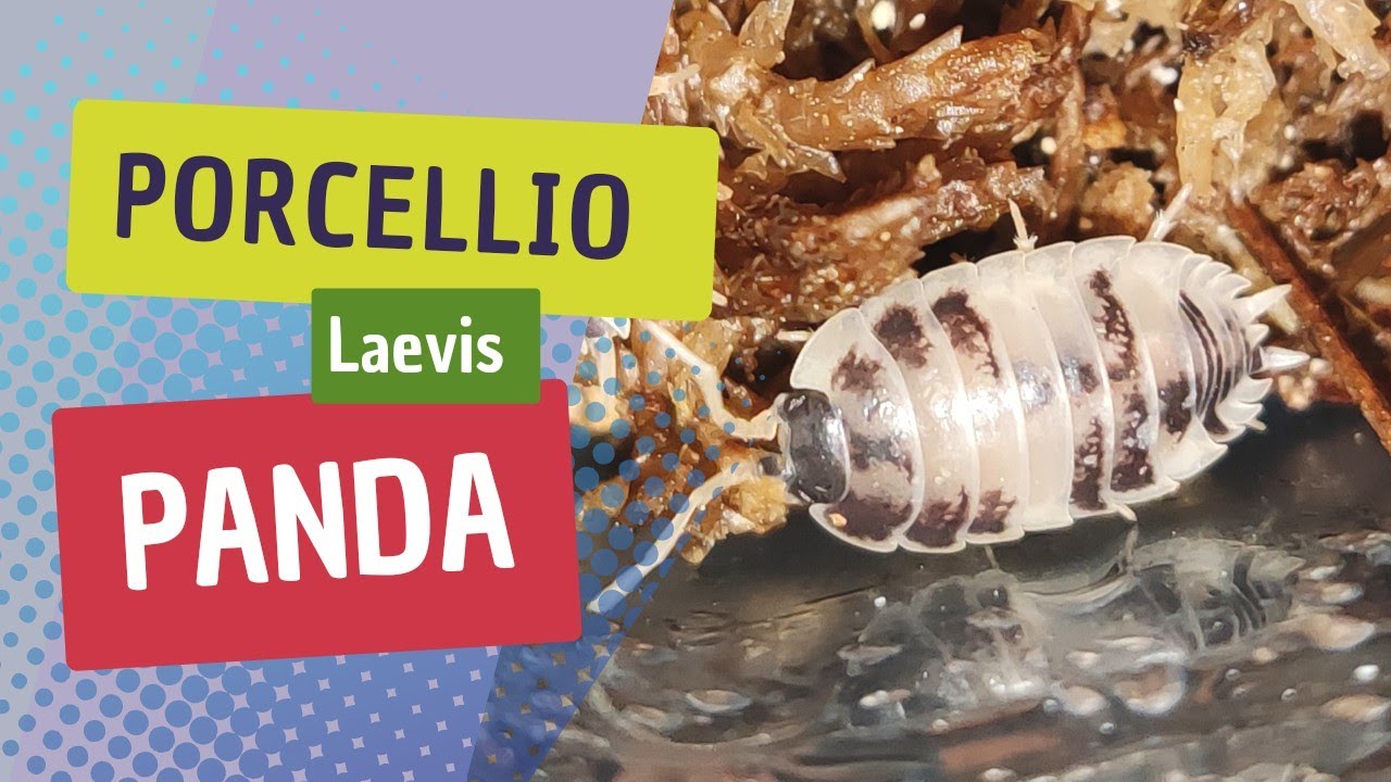 Porcellio laevis Panda Asseln - Pflegeleichte und faszinierende ...