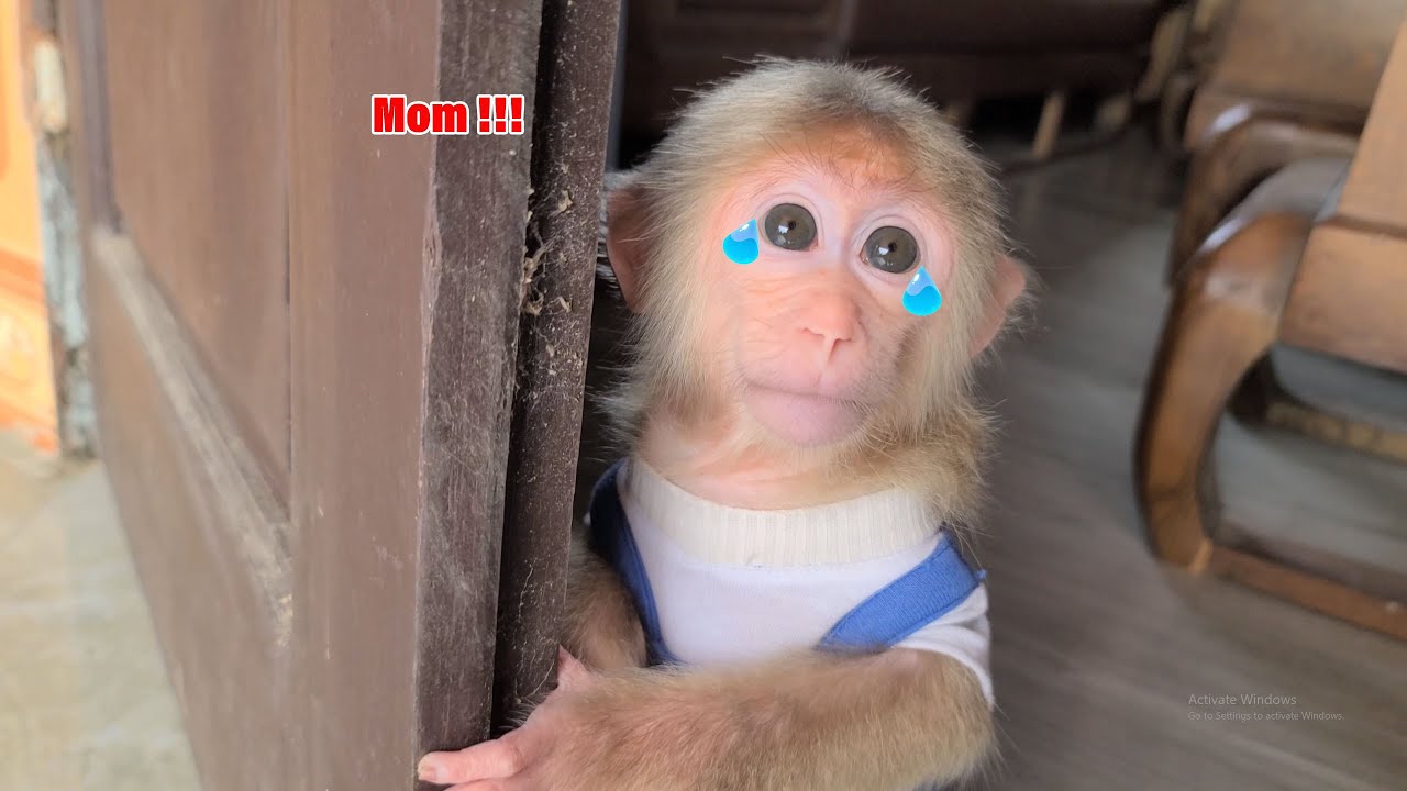 Monkey David sadly sat waiting for Mom to come home from the market to ...