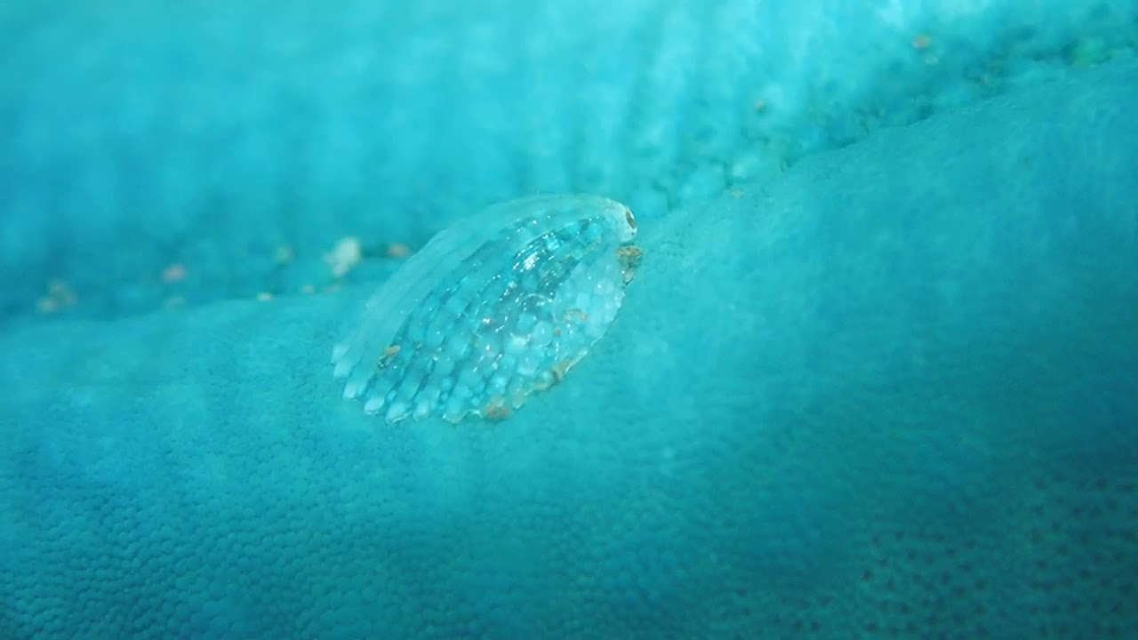 Seastar Clam Parasite - YouTube
