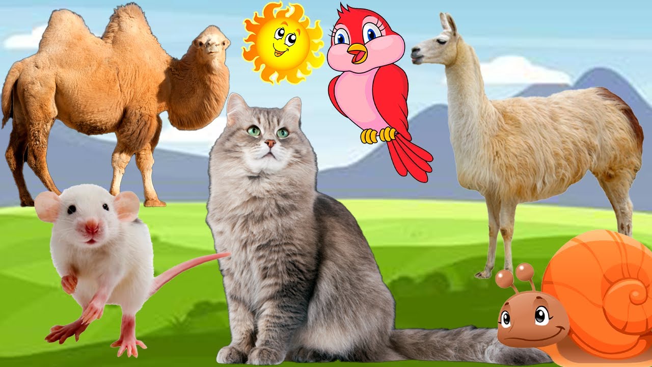 Animals do miracles: elephants, bears, pigs, tigers, dogs, cats, horses ...