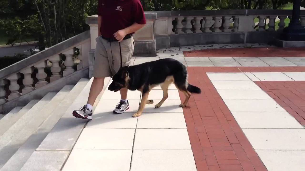 Chaos Obedience Demo Protection Trained Guard Dog For Sale - YouTube
