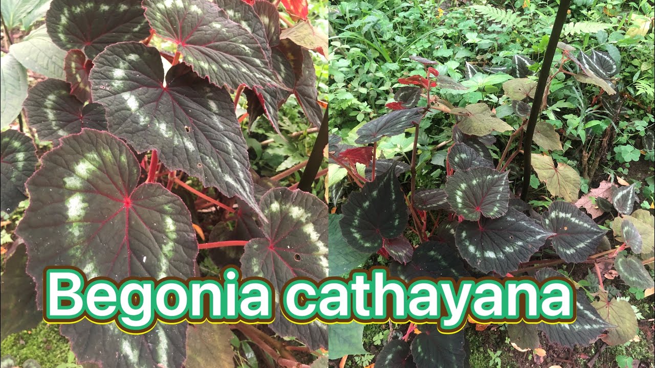 Vẻ đẹp kì diệu của loài Thu Hải đường độc lạ/begonia cathayana - YouTube