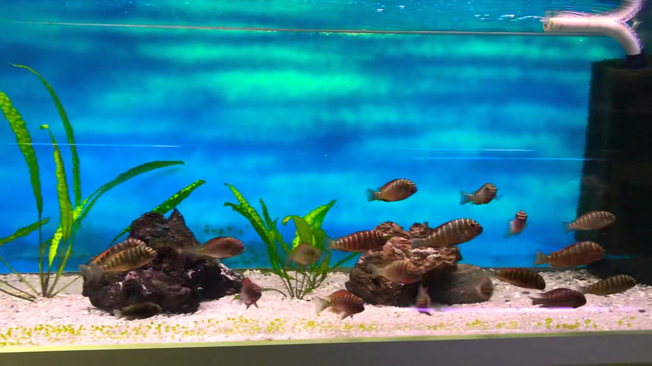 Tropheus Red Ndole - YouTube