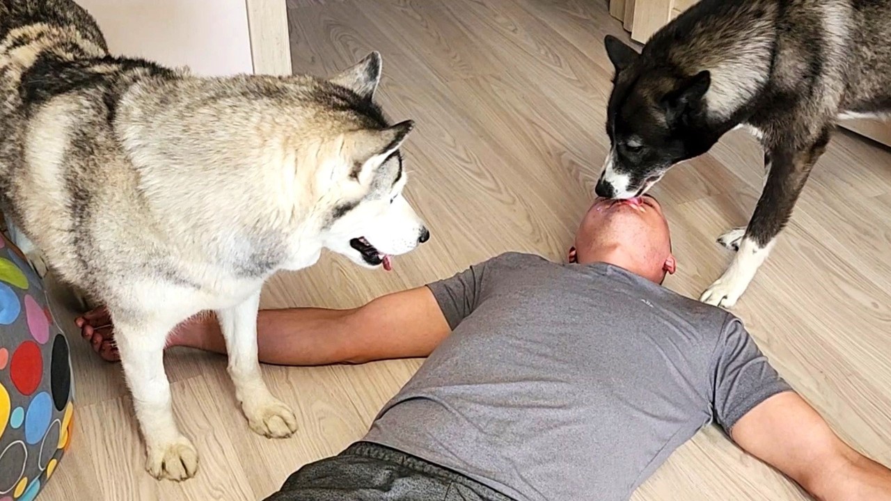 Fake Death in Front of the Dogs! Dogs' Reactions! - YouTube