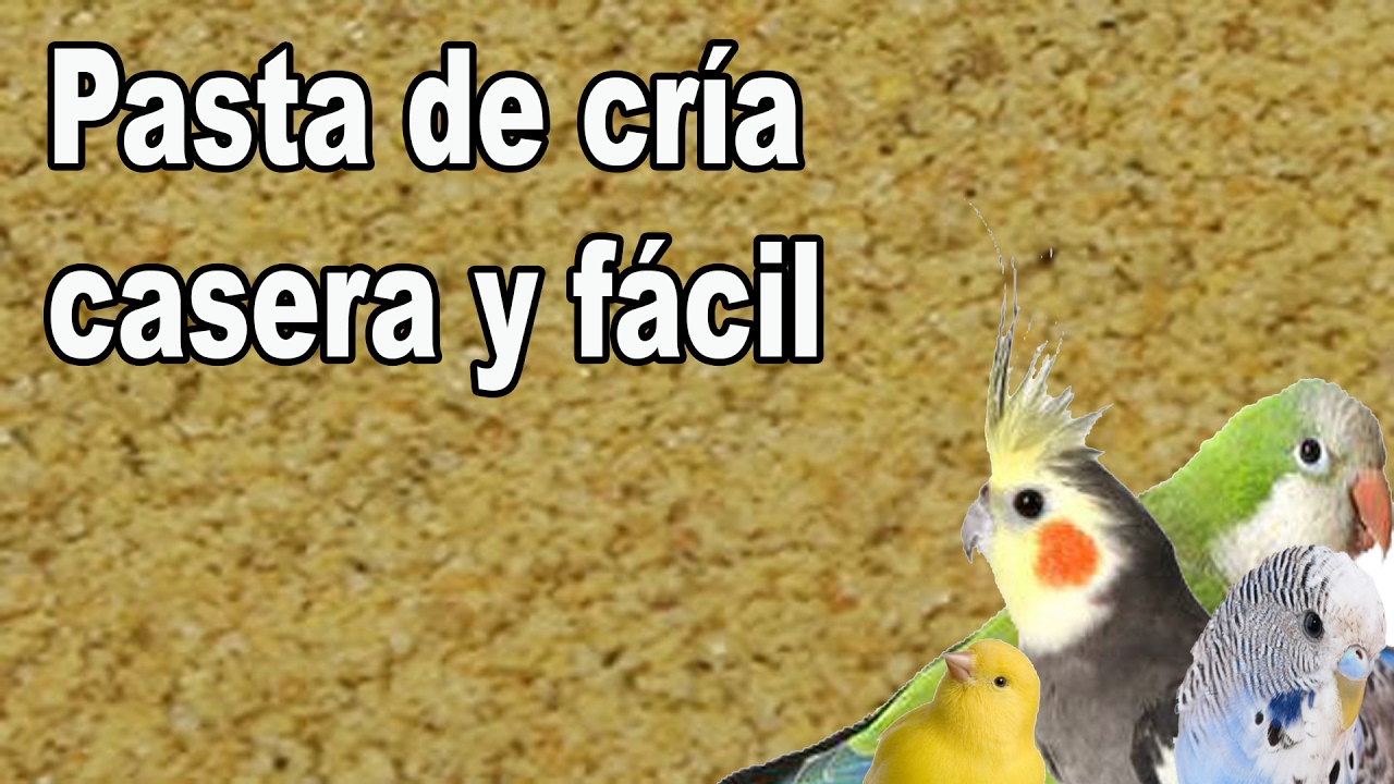 Pasta de cría casera para canarios y todo tipo de aves - YouTube