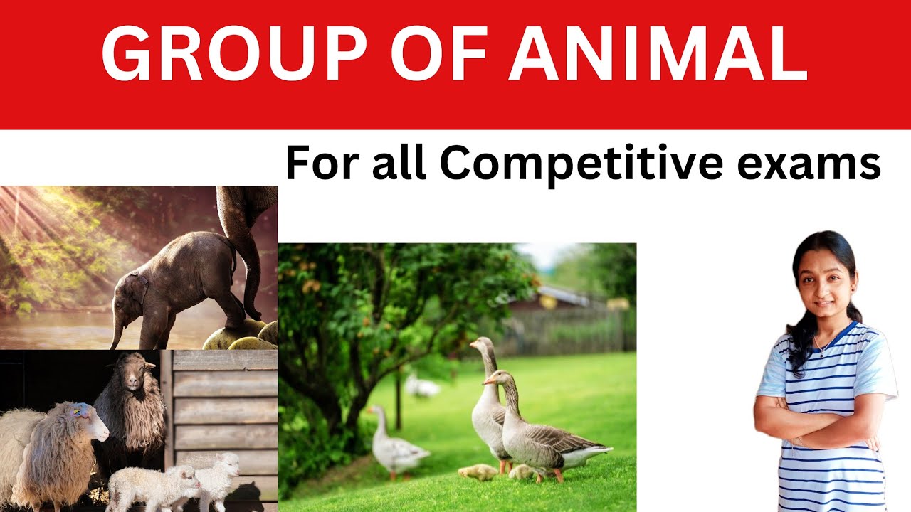 Group of animal ||For all Competitive exams|| - YouTube