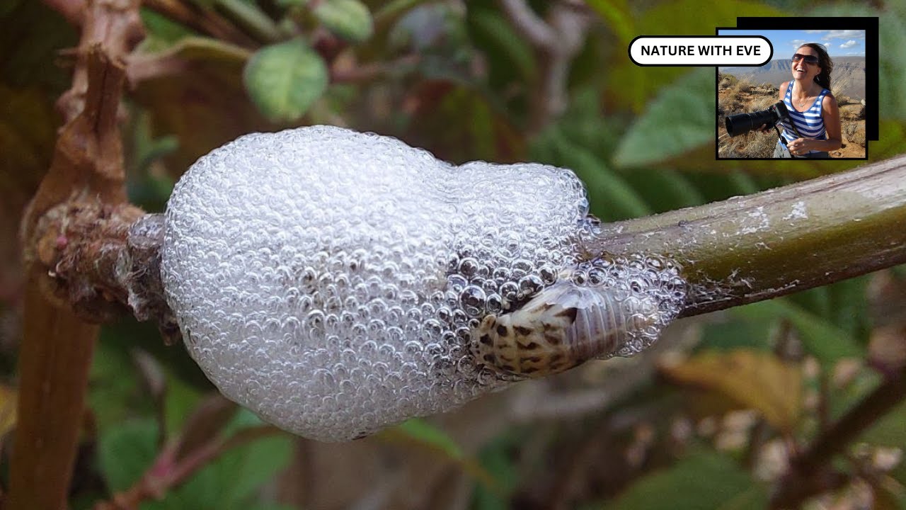SPITTLE BUG - FROG HOPPER #wildlifephotography #wildlife #nature # ...