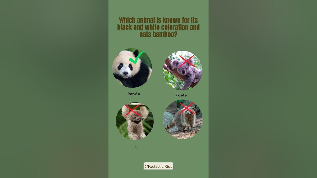 Quiz Panda Youtube