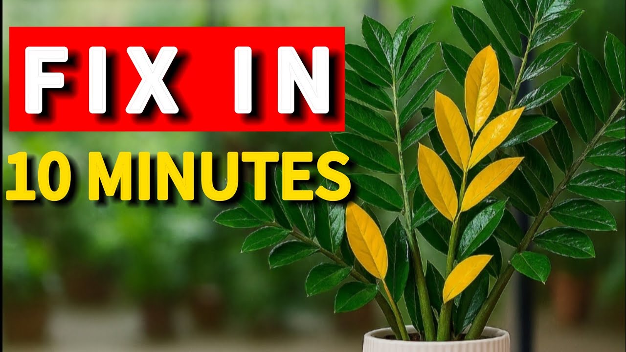 Save My ZZ Plant...!!! Root Rot Rescue... How I Fixed Yellow, Wrinkled ...