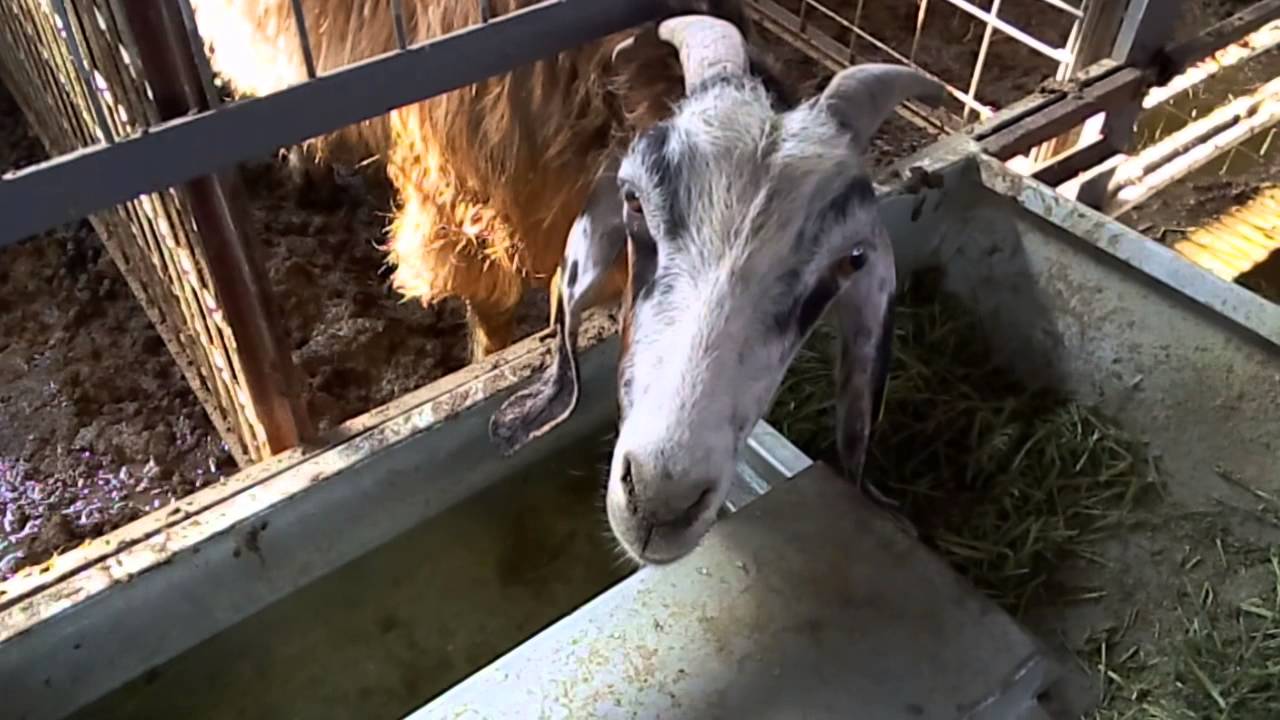 Syria goat (Halep keçisi) - YouTube