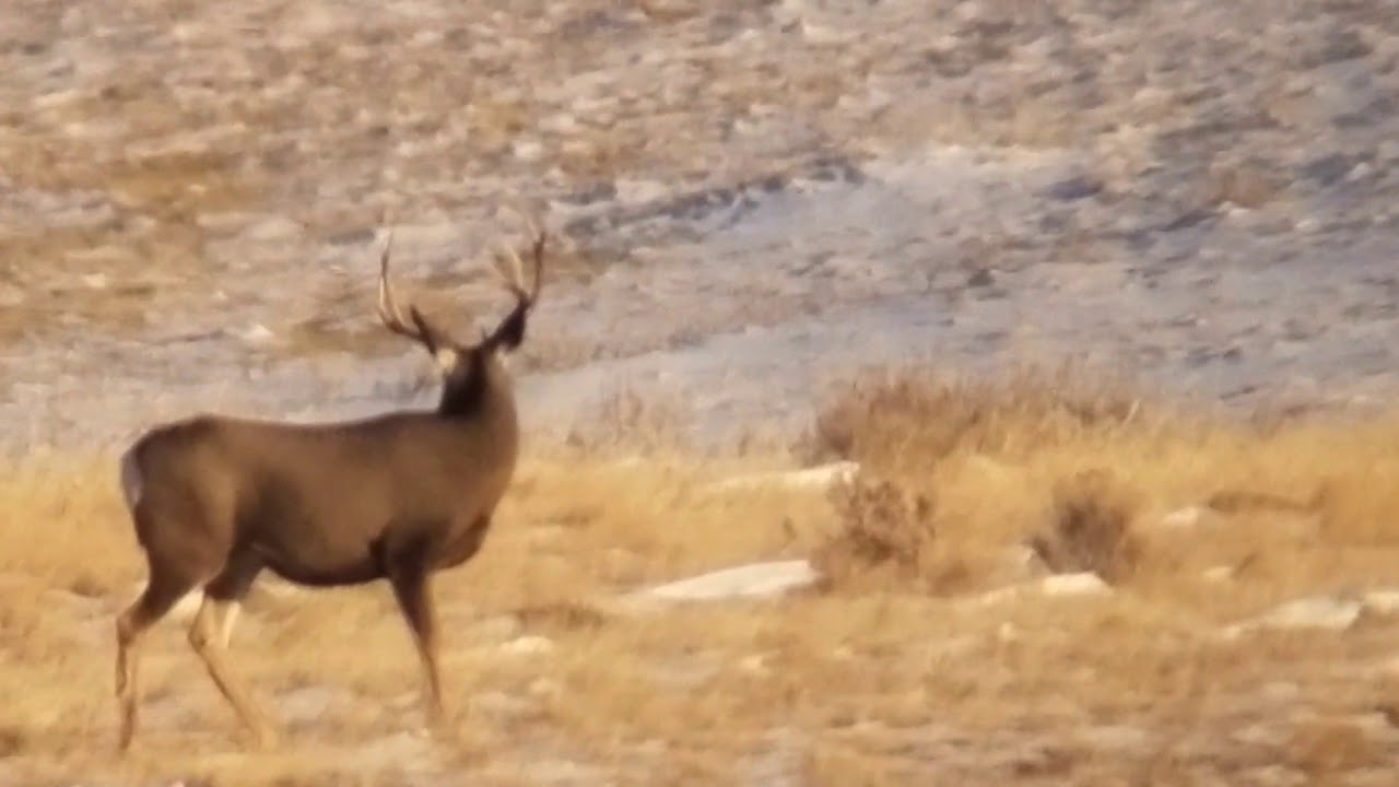 Montana Mule Deer 2017 - YouTube