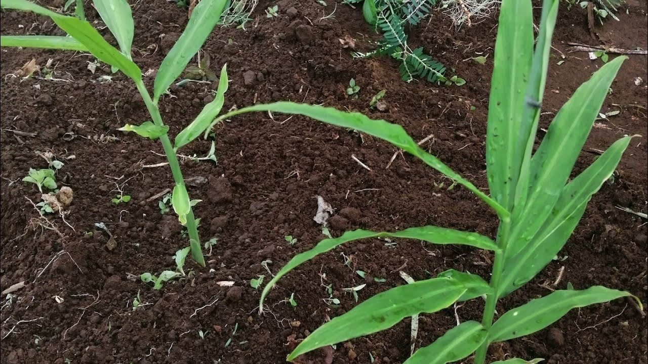 Luya | Ginger Farming ep. 1 - YouTube