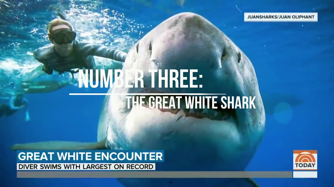 Five Amazing Facts About our Ocean | RECOVER - YouTube