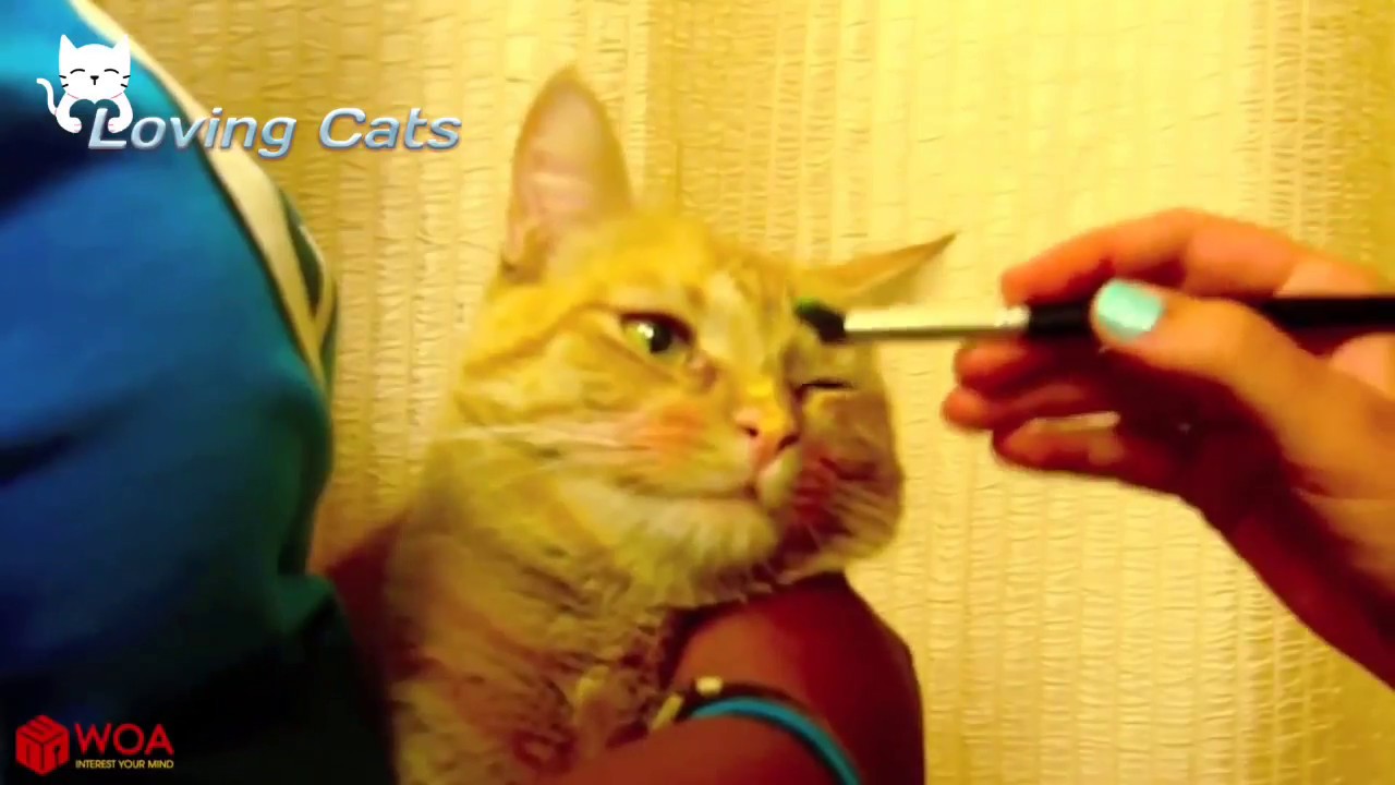 Beginilah kalau kucing di makeup - YouTube