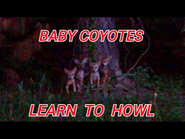 Baby Coyote Howling