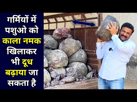 गर्मियों में पशुओ को काला नमक खिलाकर दूध बढ़ाने का No.1 देशी फार्मूला 👍 | Vicky Pansari |