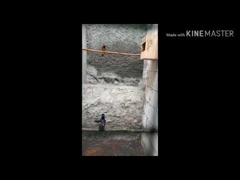 Cinta berujung mesum