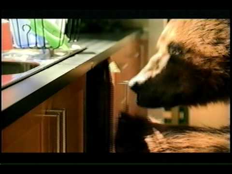 Kelloggs bear commercial with Whopper - YouTube
