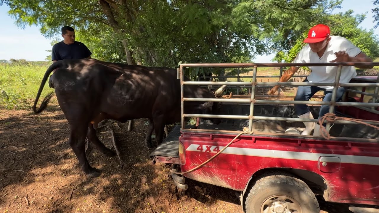 Cargando la vaca parida,,mira al final se puso bueno el chambre - YouTube