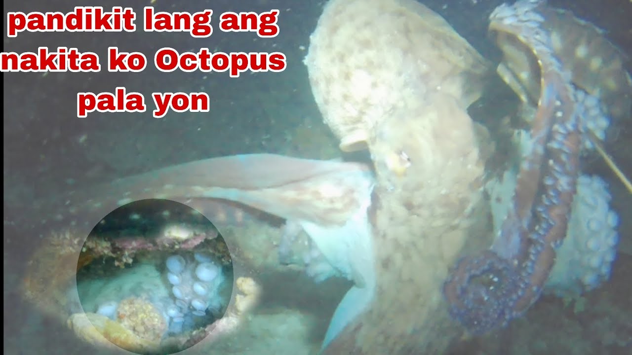 EP288 PANDIKIT LANG ANG NAKITA KO OCTOPOS PALA YON NIGHT SPEARFISHING ...