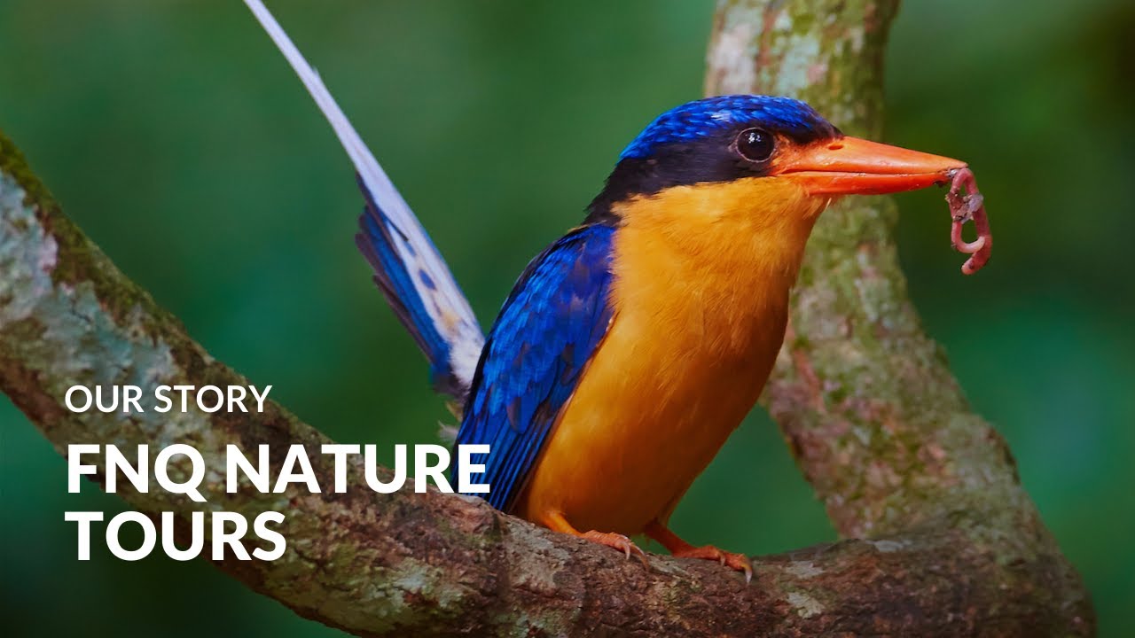 FNQ Nature Tours: Our Story | Australian Wildlife Journeys - YouTube