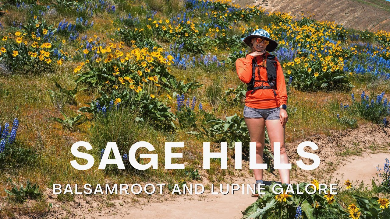 Hiking Sage Hills During the Wildflower Superbloom - YouTube