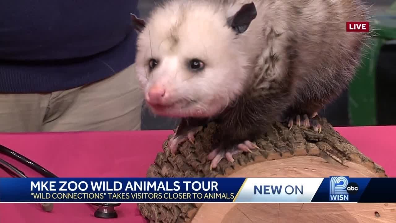 Opossum visits WISN 12 News to promote zoo's Wild Connections tours ...