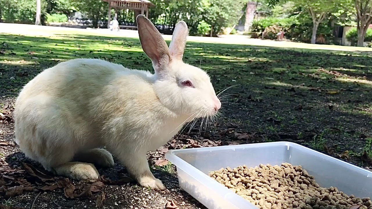 A gentle white rabbit that has been chased away - YouTube