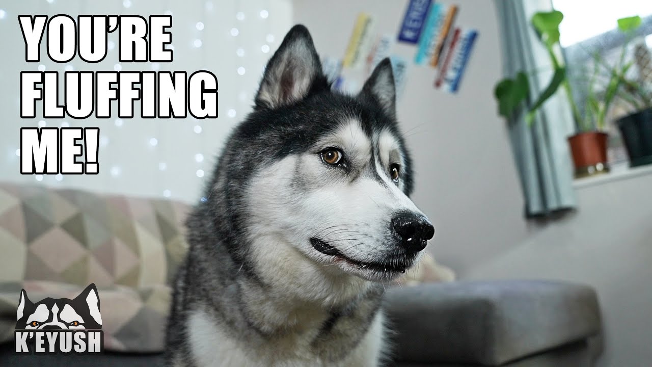 Husky makes Shocking Realisation! - YouTube