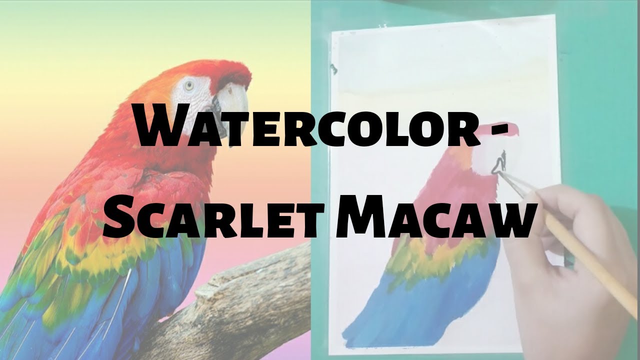 Watercolor Painting Tutorial - Scarlet Macaw - YouTube