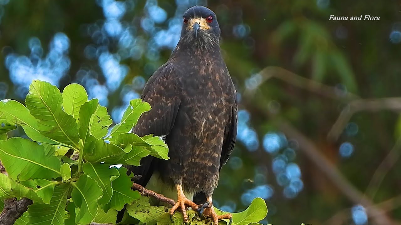 SNAIL KITE (Rostrhamus sociabilis), HAWK male waiting for a distracted ...