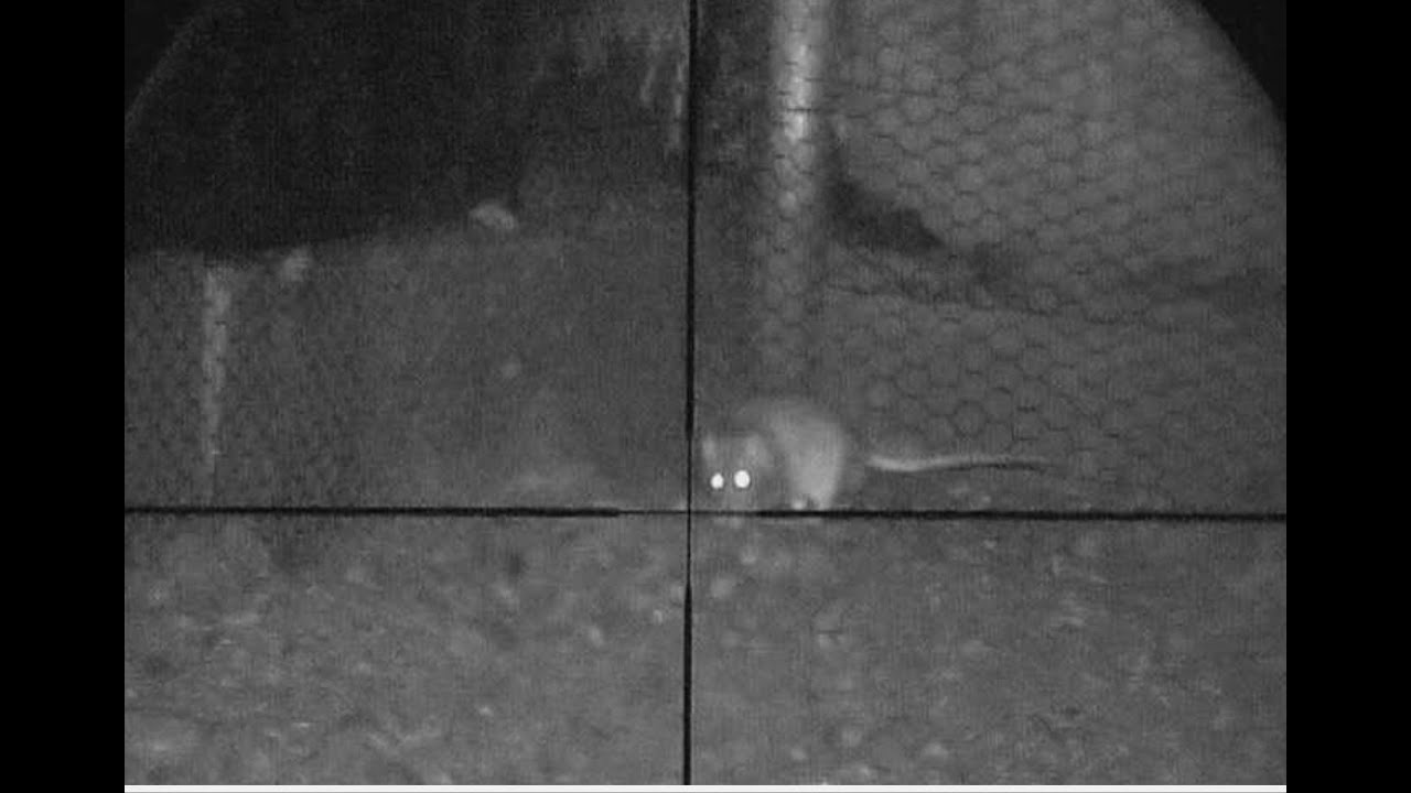 Rat Hunt with Air Rifles - YouTube