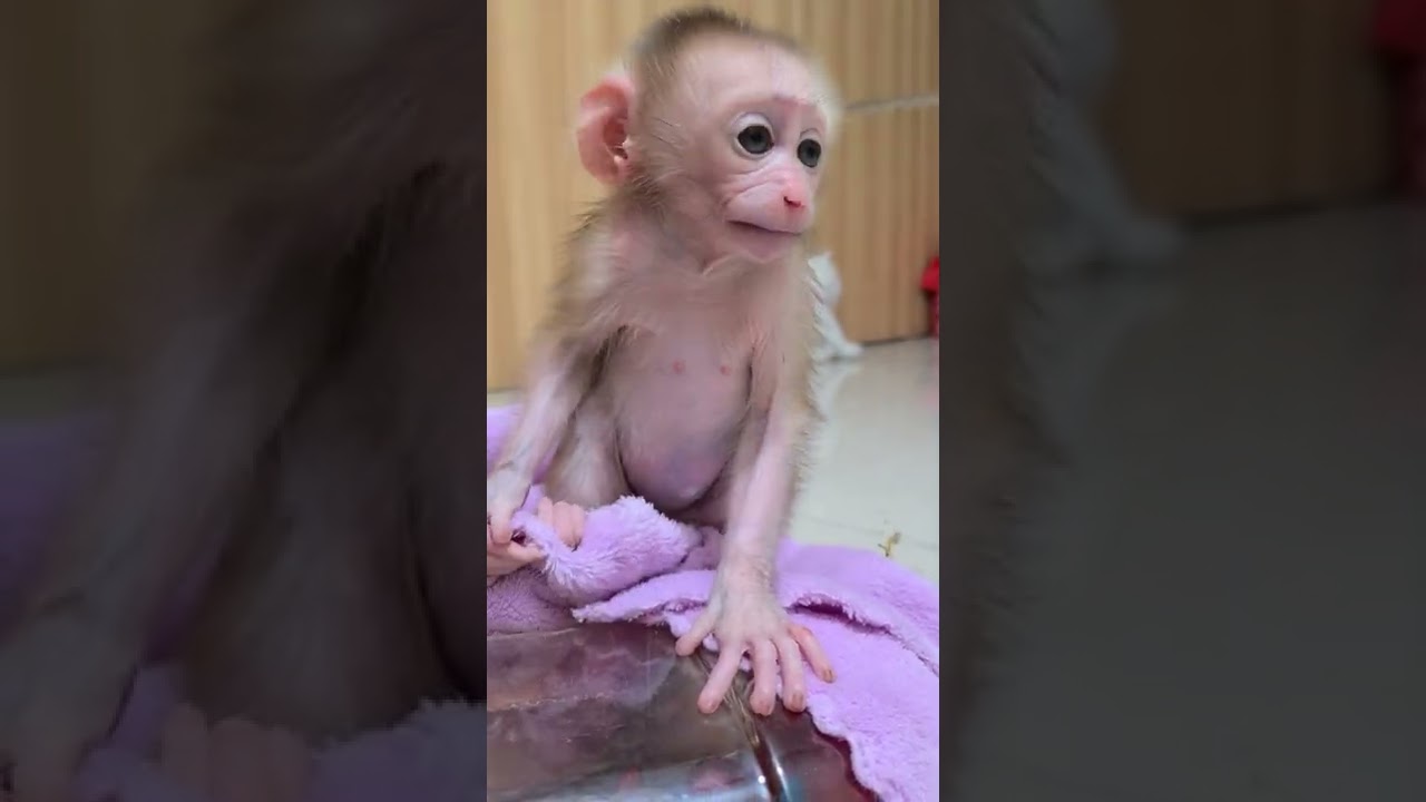 Chip Monkey cry - YouTube