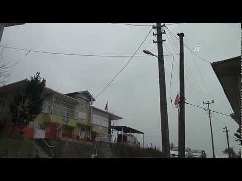 Direkteki Kedi / Cat on a pole / قطة على العمود