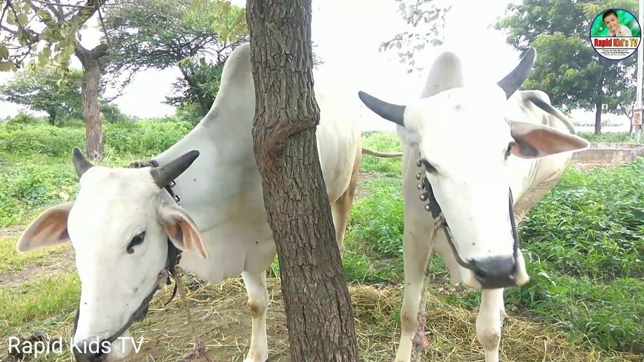 Bull Videos | Cow Video With Mooing Sound Without Music | OX Videos ...