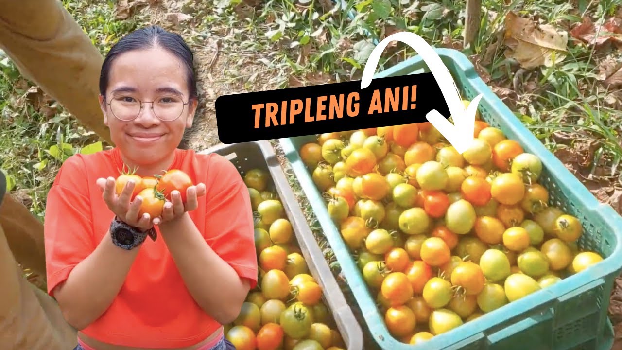 1ST & 2ND HARVEST SA KAMATIS! Tips para dumami ang bunga 🍅 - YouTube