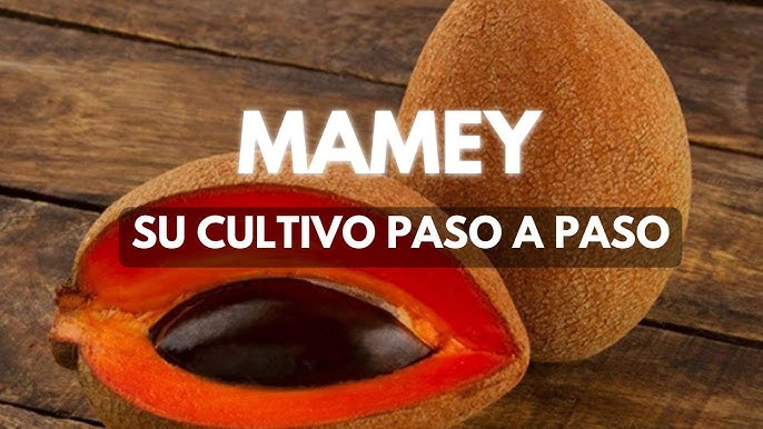 Arbol De Mamey Mexicano