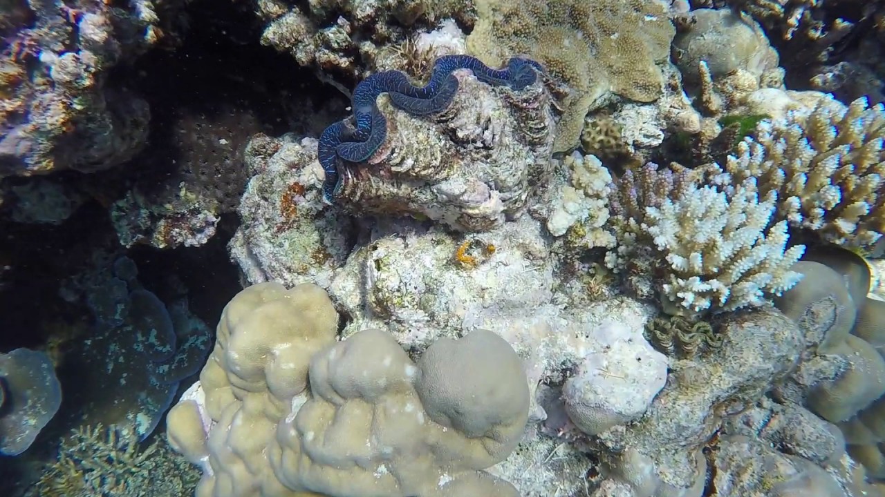 Snorkelling and free diving at Martin Reef and Holbourne Island ...