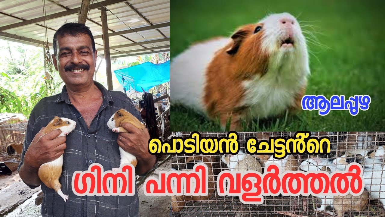 gini panni rate malayalam|hamster pet malayalam|gini panni malayalam ...