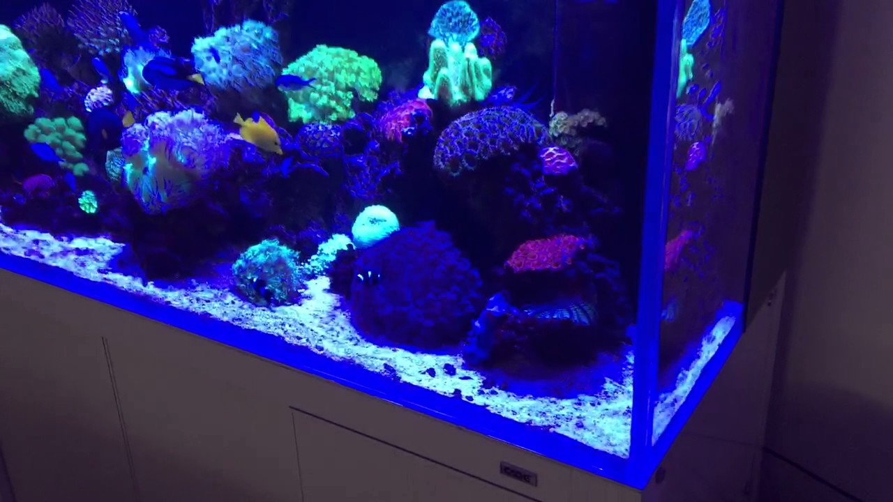 Established Cade reef tank - YouTube