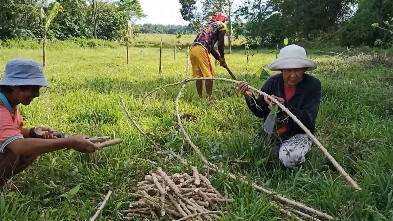 how to plant cassava /kamoteng kahoy harvesting and planting - YouTube