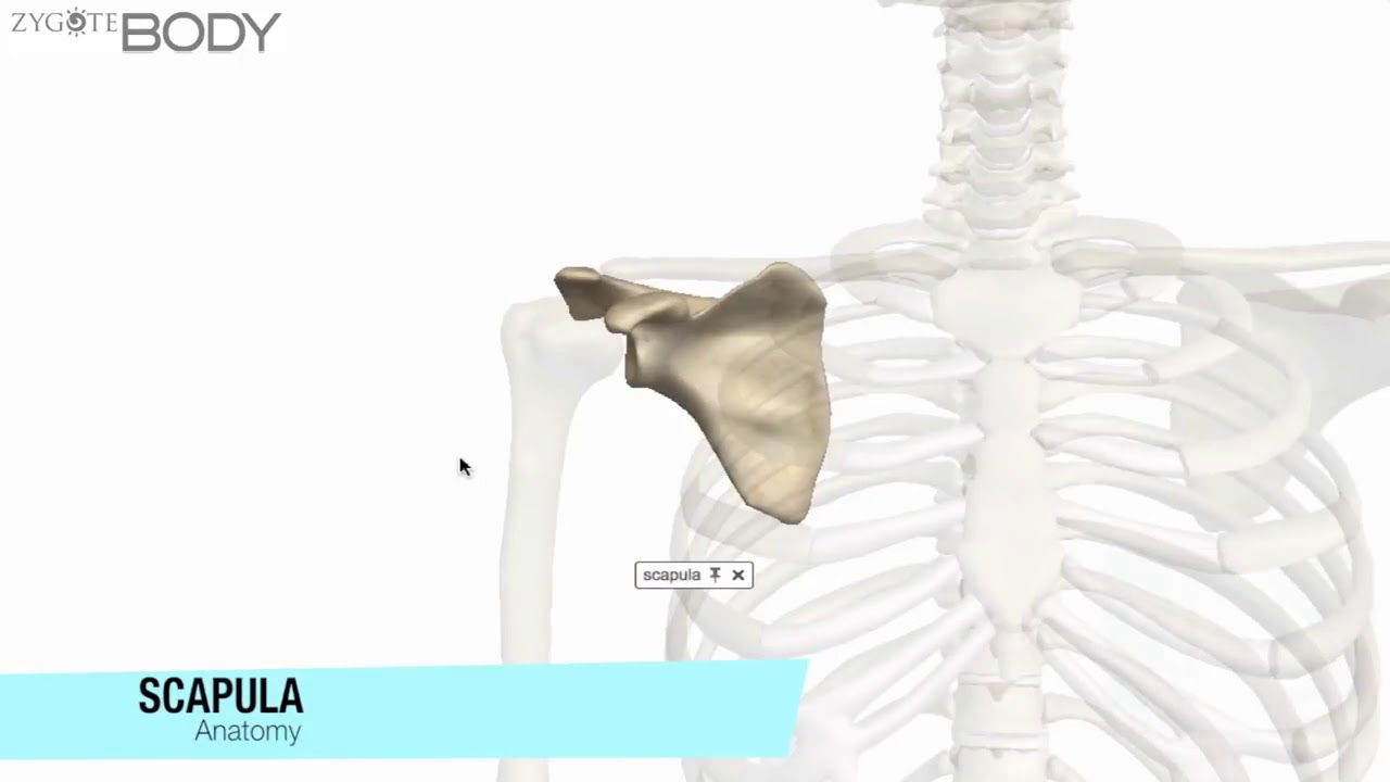 Anatomy Of The Scapula Youtube