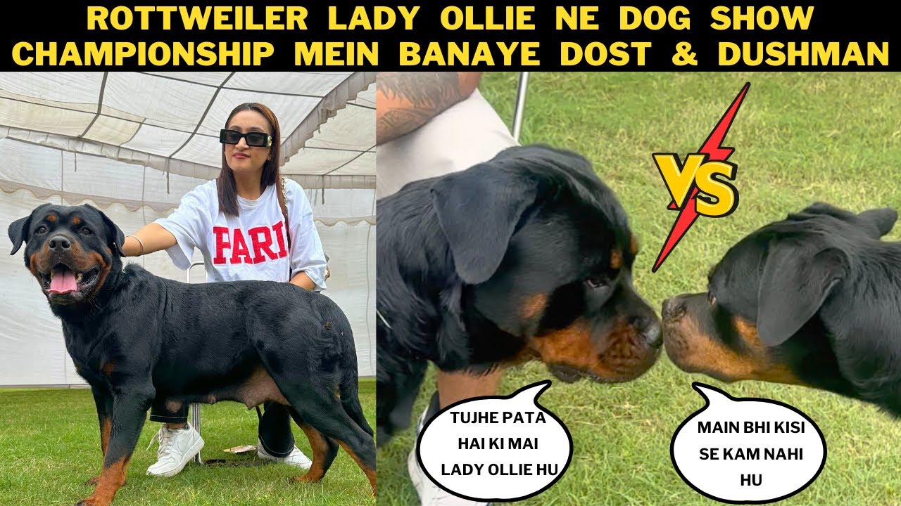 Rottweiler Lady Ollie FInally Pohanch Gayi Dog Show Championship: Olla ...