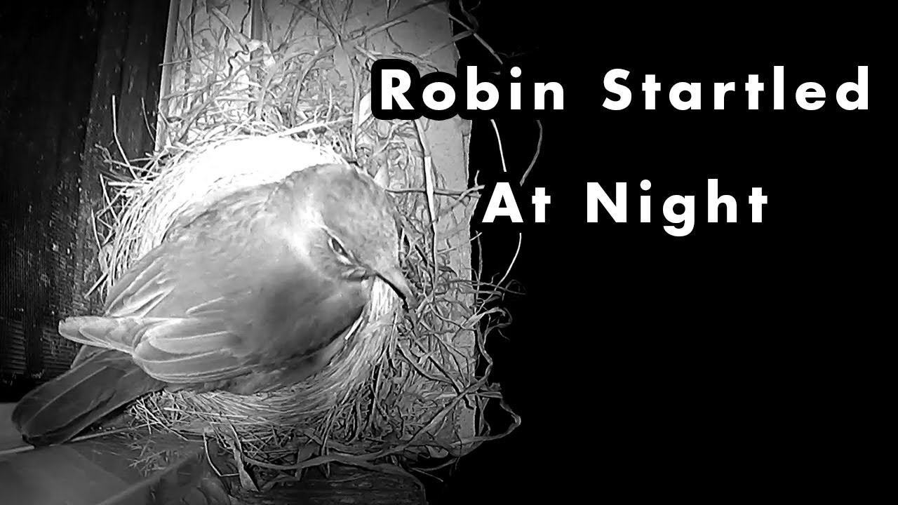 Robin Sleeping On Her Nest Gets Startled Awake - May 10 2022 - YouTube