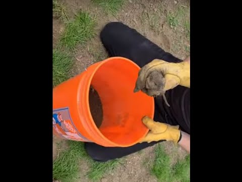 Catching a pocket gopher - YouTube