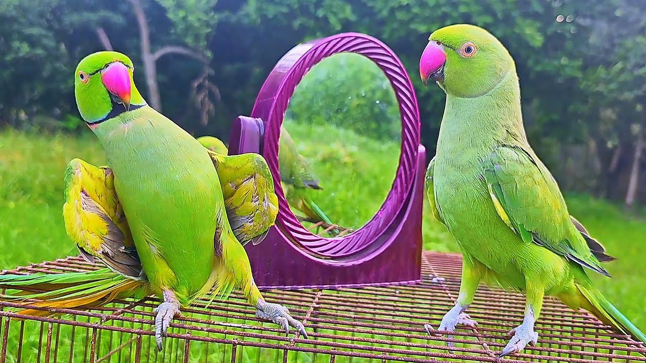 Funny Parrot Talking Video - YouTube