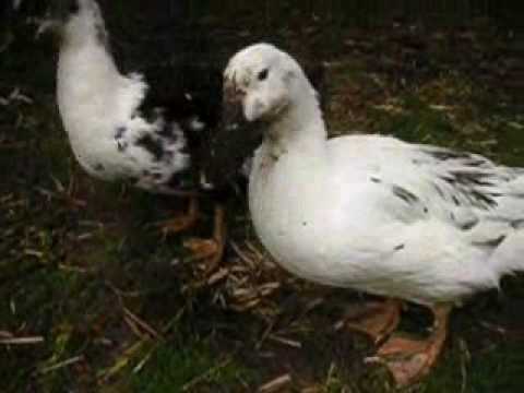 Ancona Ducks eating Snails - YouTube