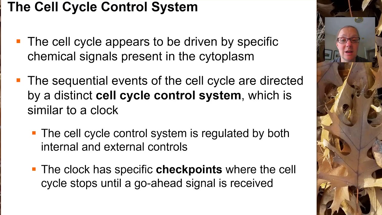 Chapter 12 Cell Cycle Control #1 - YouTube